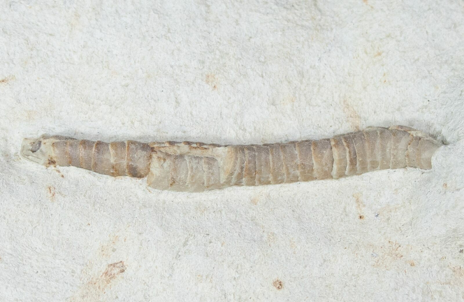 Rare Armored Worm (Lepidocoleus) - Haragan Formation (#13587) For Sale ...