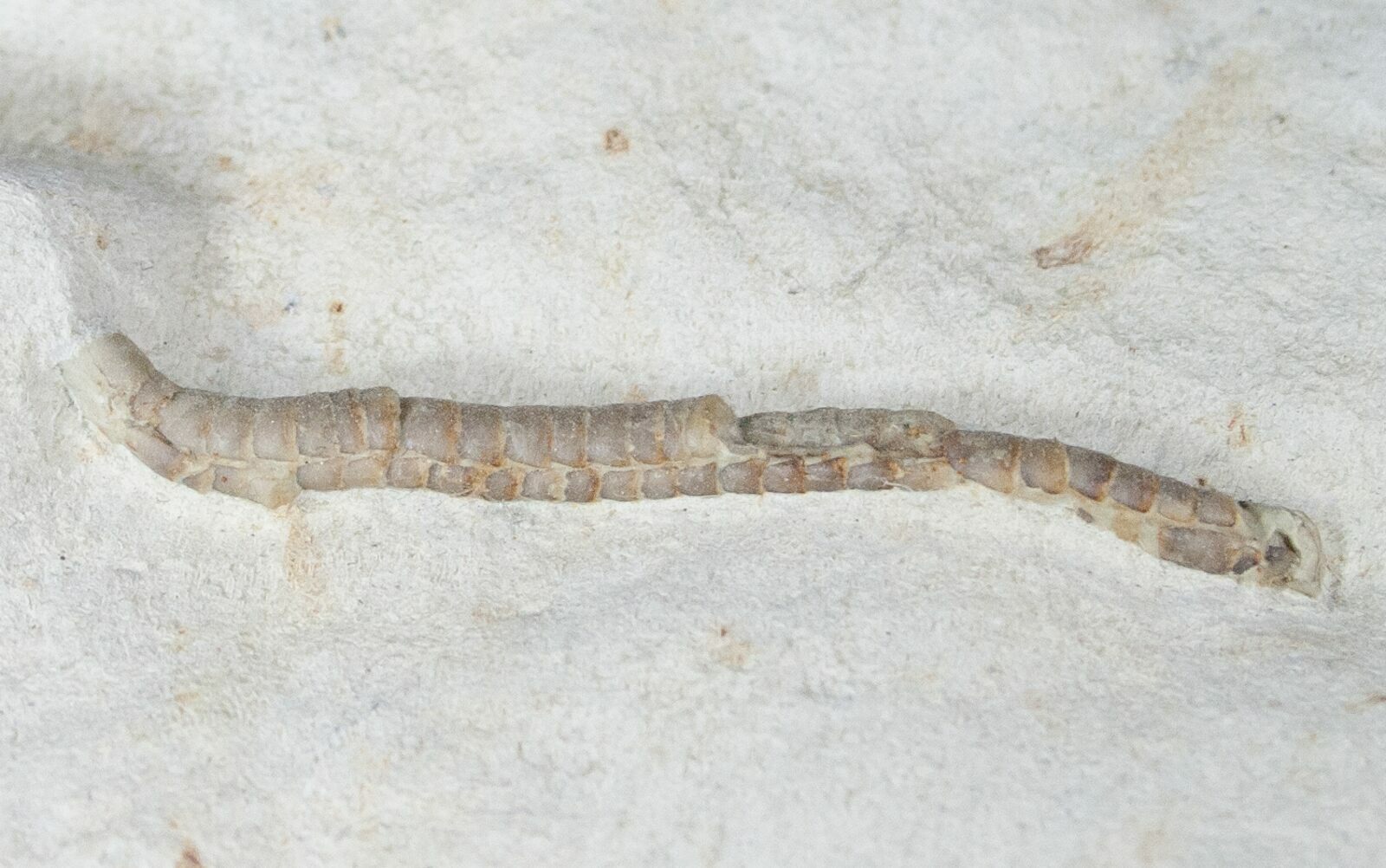 Rare Armored Worm (Lepidocoleus) - Haragan Formation (#13587) For Sale ...