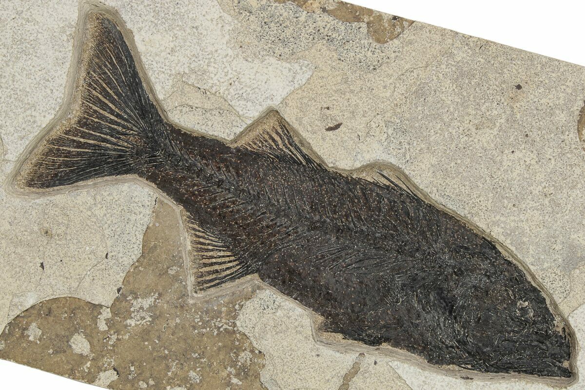 14.1" Uncommon Fish Fossil (Mioplosus) - Wyoming (#222859) For Sale ...