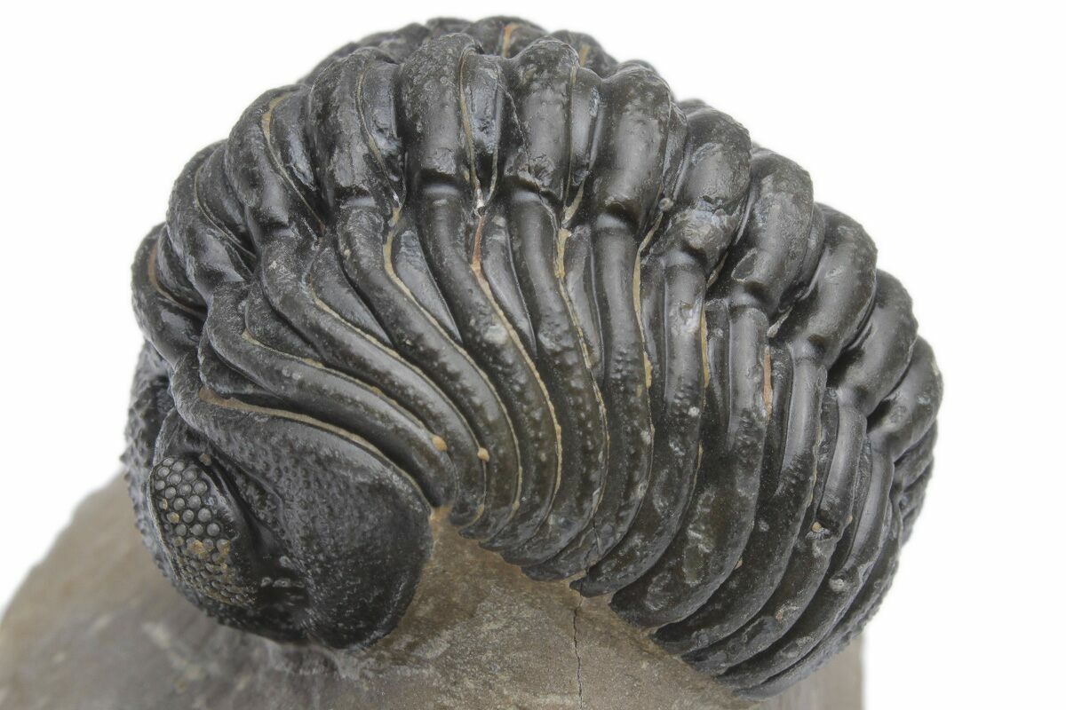 2.2" Phacopid (Morocops) Trilobite - Foum Zguid, Morocco (#223443) For ...