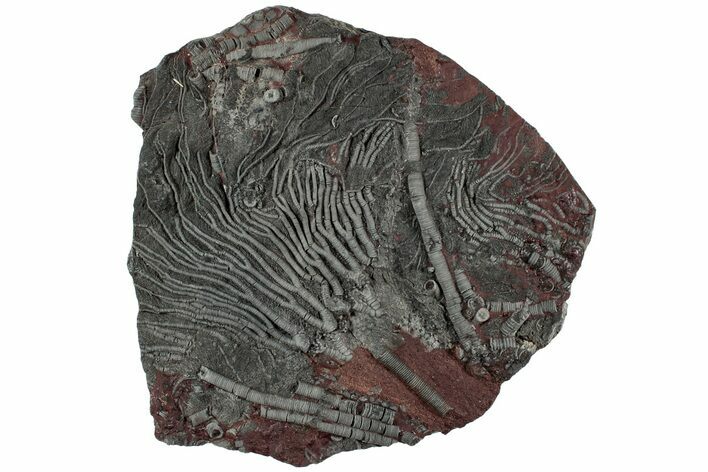 6.8" Silurian Fossil Crinoid (Scyphocrinites) Plate - Morocco (#223281 ...