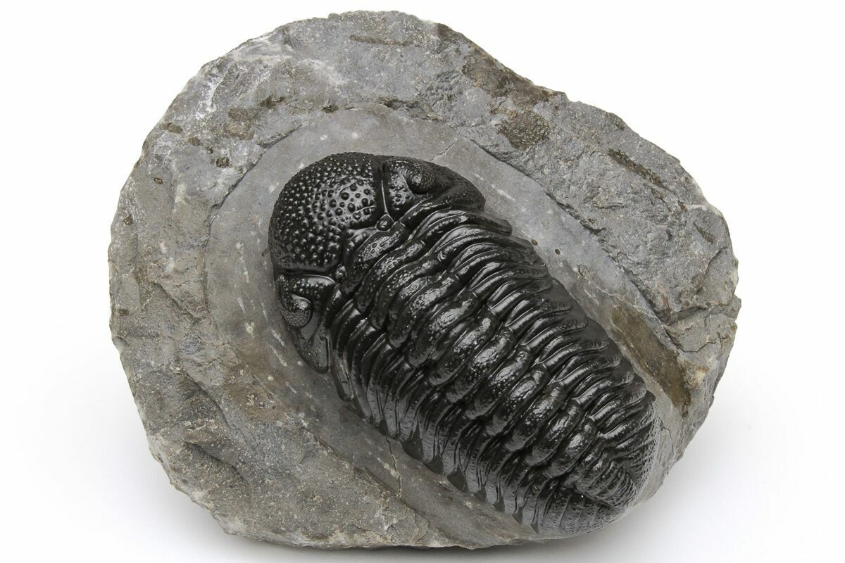 2.45" Detailed Morocops Trilobite - Ofaten, Morocco (#223366) For Sale ...