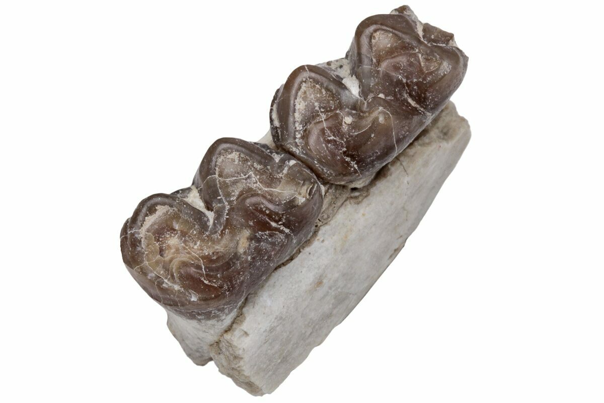 1" Fossil Horse (Mesohippus) Jaw Section - South Dakota (#223379) For ...