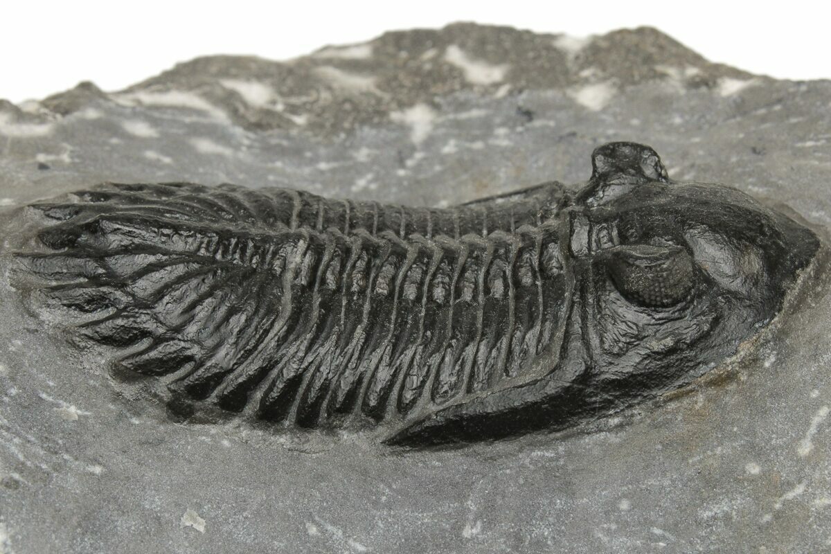 2.6" Hollardops Trilobite - Preserved Eye Facets (#223651) For Sale ...