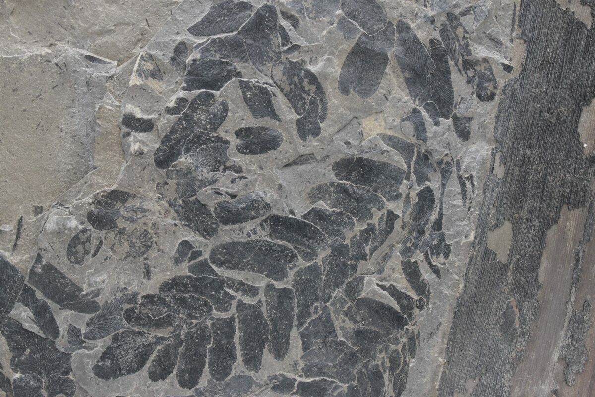 6.1" Pennsylvanian Fossil Fern and Horsetail Plate - Kentucky (#224649 ...