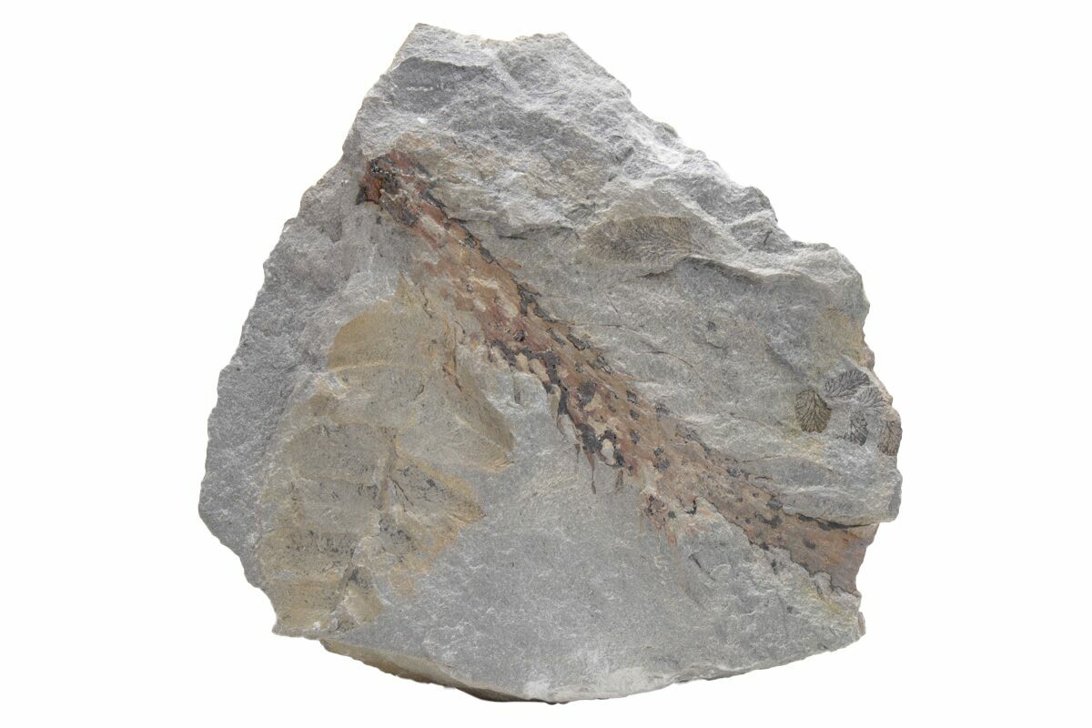 3.6" Pennsylvanian Fossil Flora (Neuropteris and Lepidodendron) Plate ...