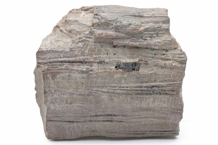 2.9" Pennsylvanian Horsetail (Calamites) Stem - Kentucky (#224715) For ...