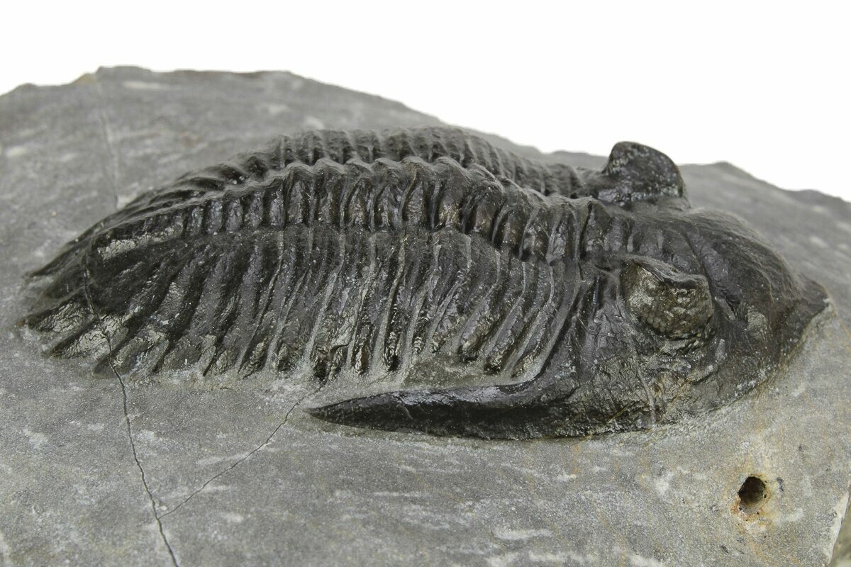 2" Hollardops Trilobite - Preserved Eye Facets (#223707) For Sale ...