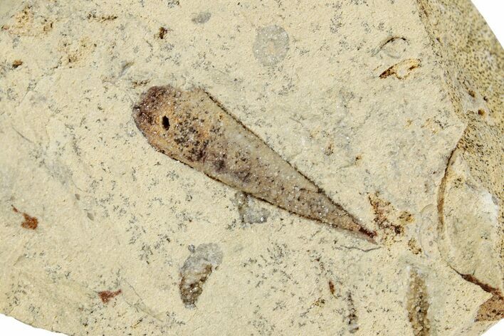 .7" Ordovician Hyolithid (Hyolithes) Fossil - Wisconsin (#224872) For ...