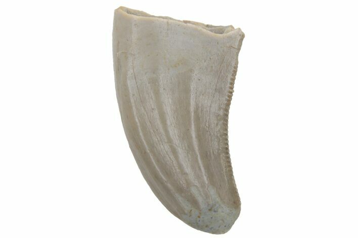 Serrated .5" Raptor Dinosaur (Acheroraptor) Tooth - North Dakota ...