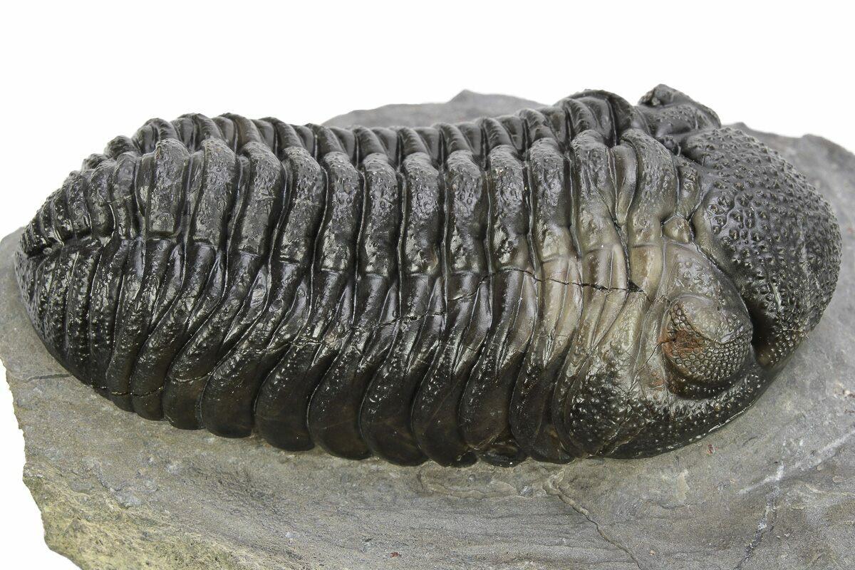 2.6" Detailed Morocops Trilobite - Ofaten, Morocco (#224940) For Sale ...
