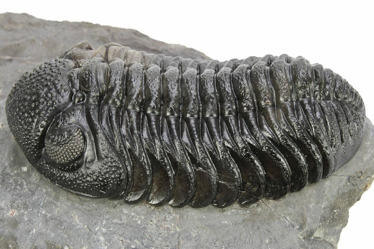 2.6" Detailed Morocops Trilobite - Ofaten, Morocco (#224940) For Sale ...
