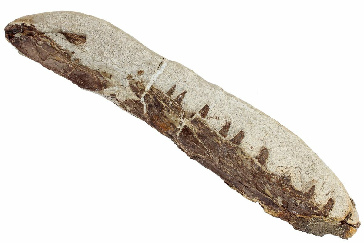 6.8" Fossil Mosasaur (Tethysaurus) Jaw Section - Asfla, Morocco ...