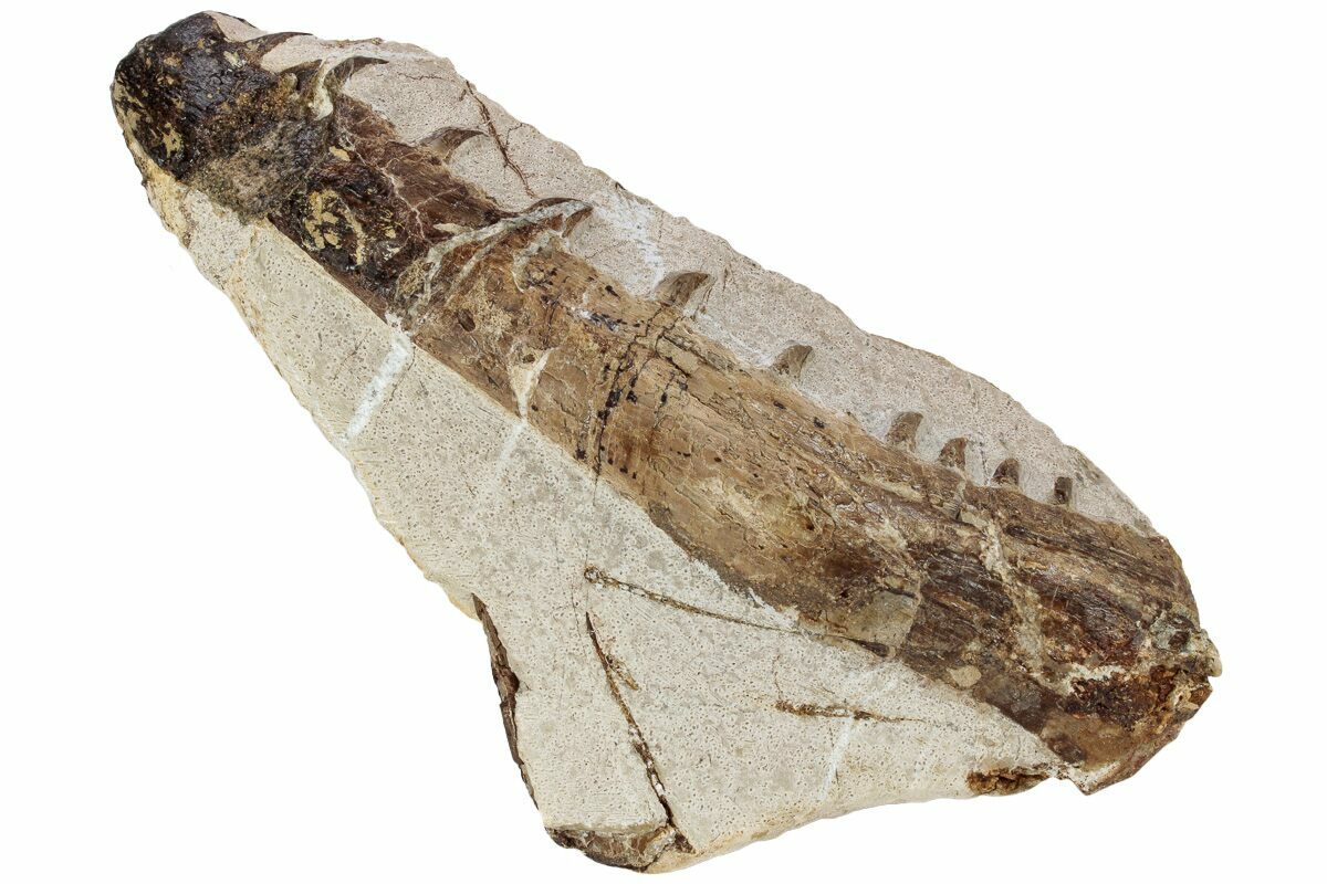 5.9" Fossil Mosasaur (Tethysaurus) Jaw Section - Asfla, Morocco ...