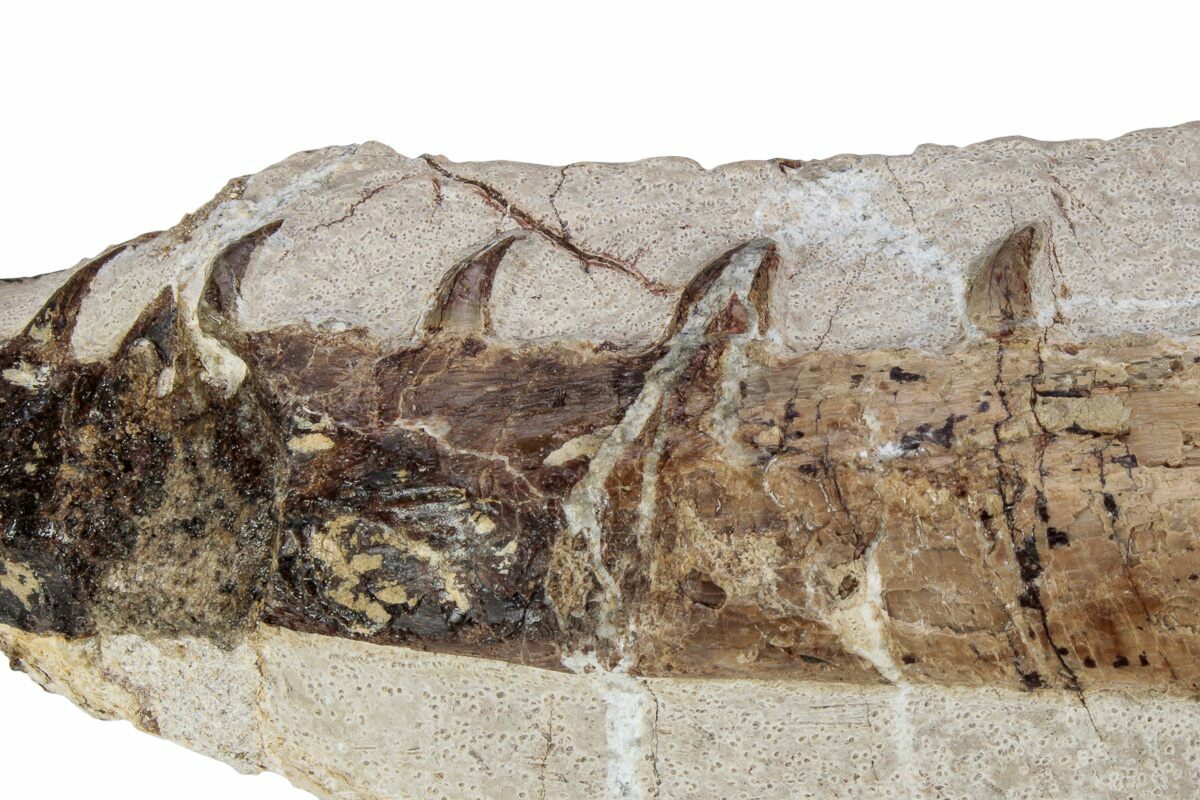 5.9" Fossil Mosasaur (Tethysaurus) Jaw Section - Asfla, Morocco ...