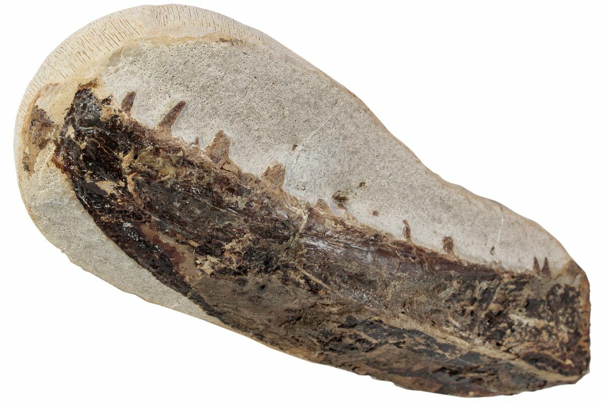 7.5" Fossil Mosasaur (Tethysaurus) Jaw Section - Asfla, Morocco ...
