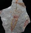 Eocrinoid (Ascocystites) From Morocco - Ordovician (#13719) For Sale ...