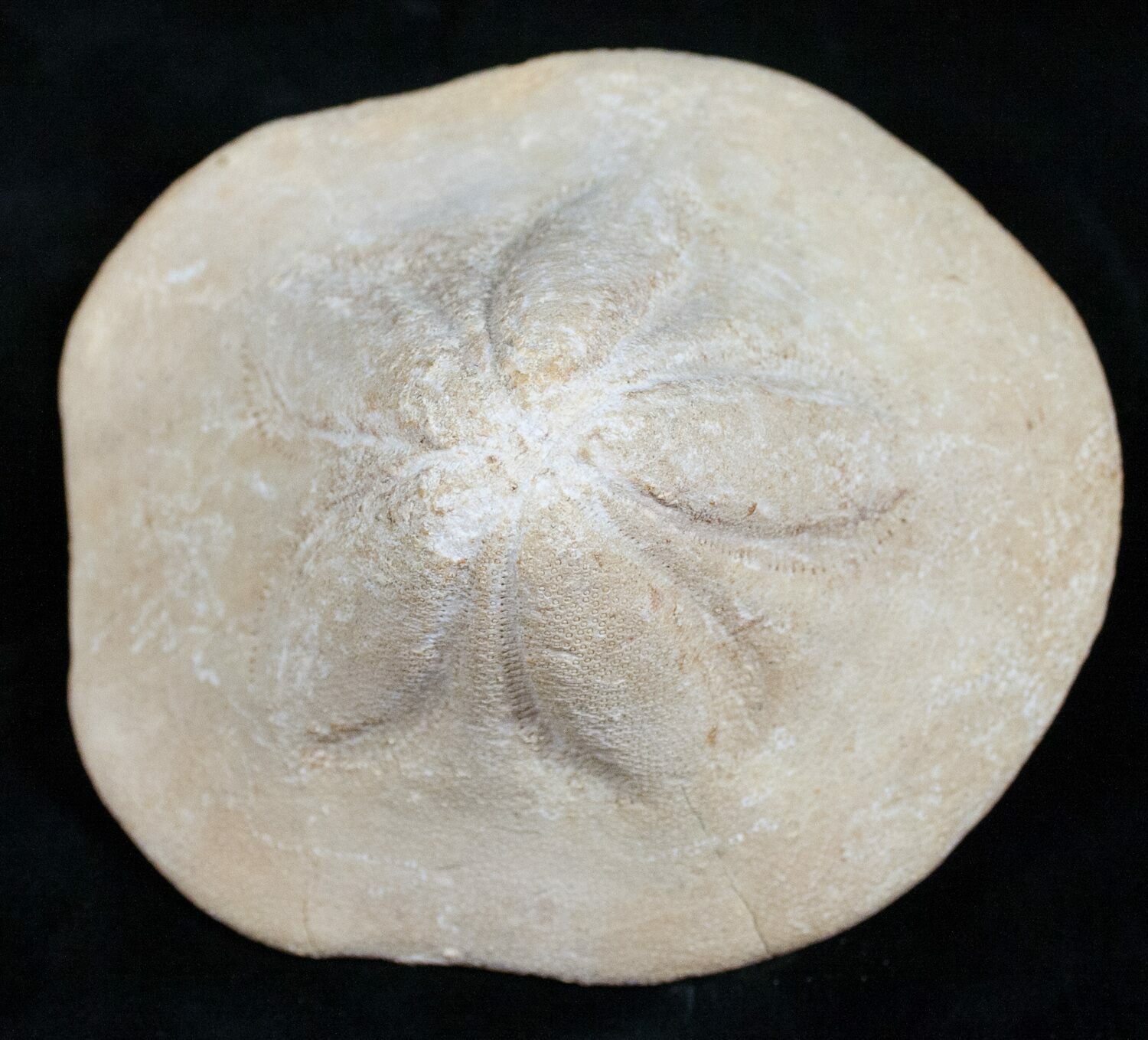 Huge 4.9" Clypeaster Urchin Fossil - Taza, Morocco (#13722) For Sale ...