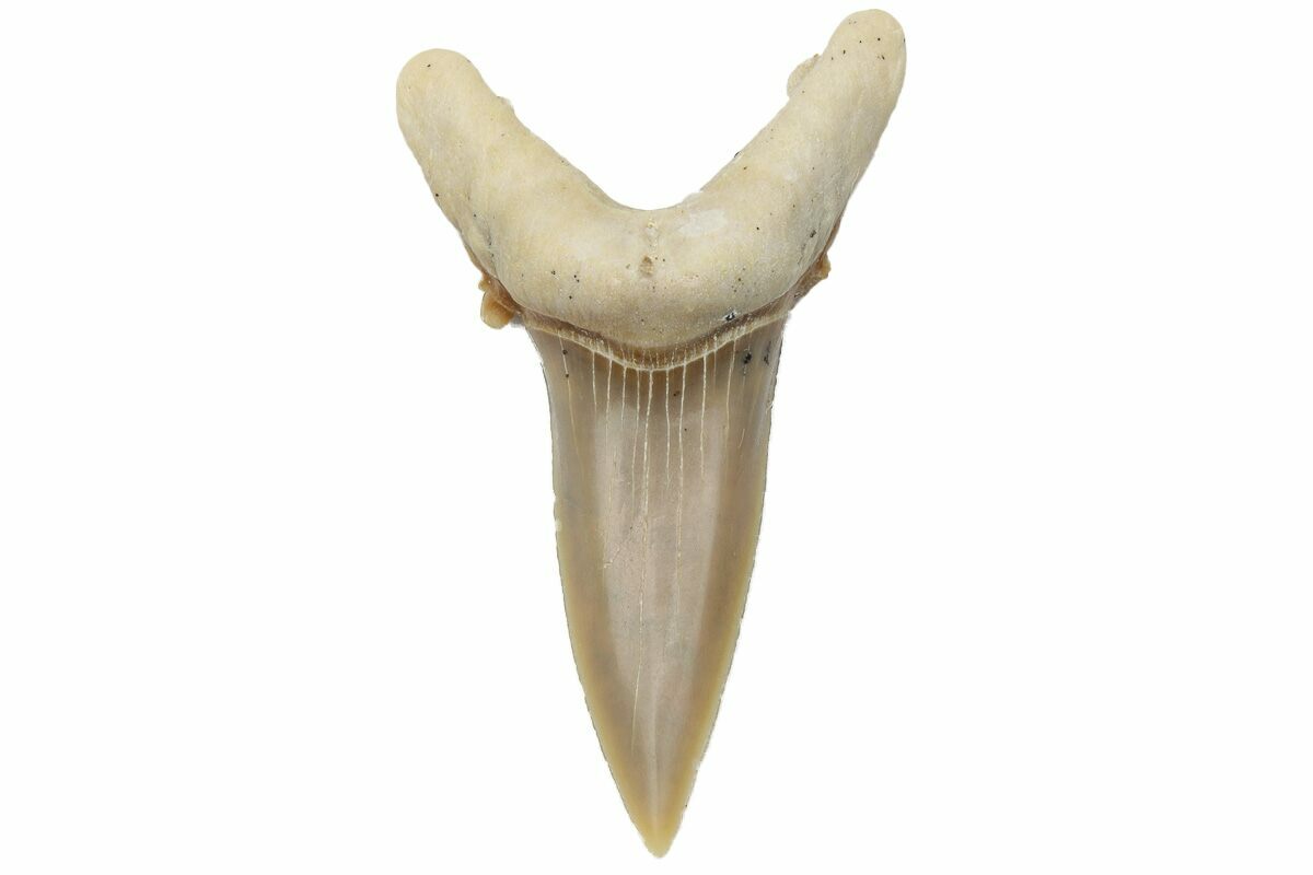 1.42" Sand Tiger Shark (Carcharias) Tooth - Dakhla, Morocco (#225294 ...