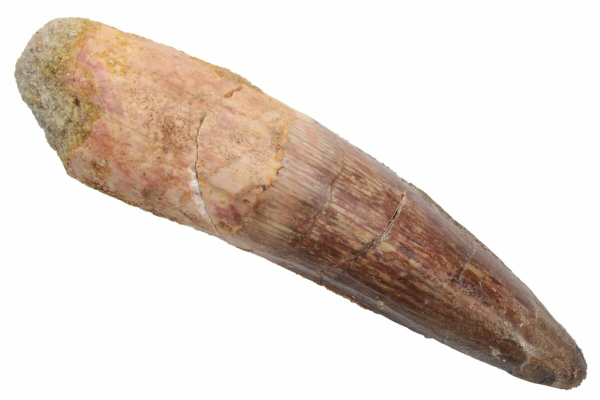 2.23" Fossil Spinosaurus Tooth - Real Dinosaur Tooth (#225525) For Sale ...