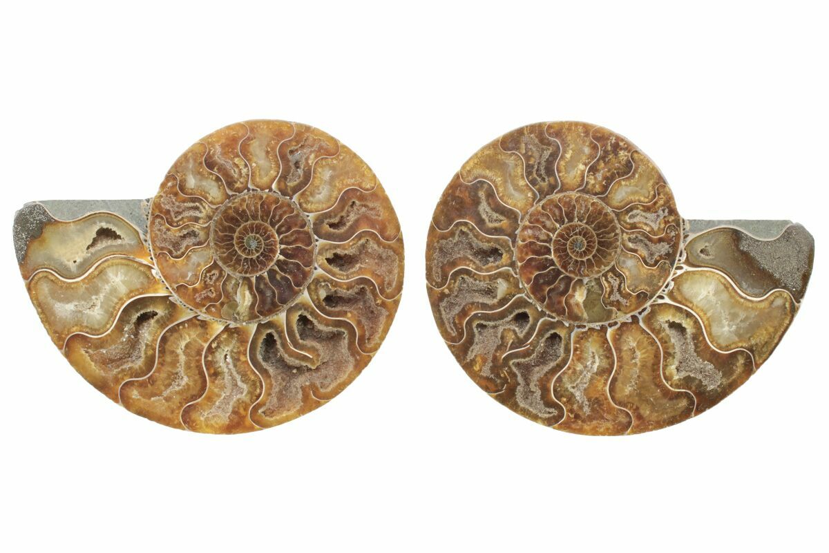 5.4" Cut & Polished, Agatized Ammonite Fossil - Madagascar (#223200 ...