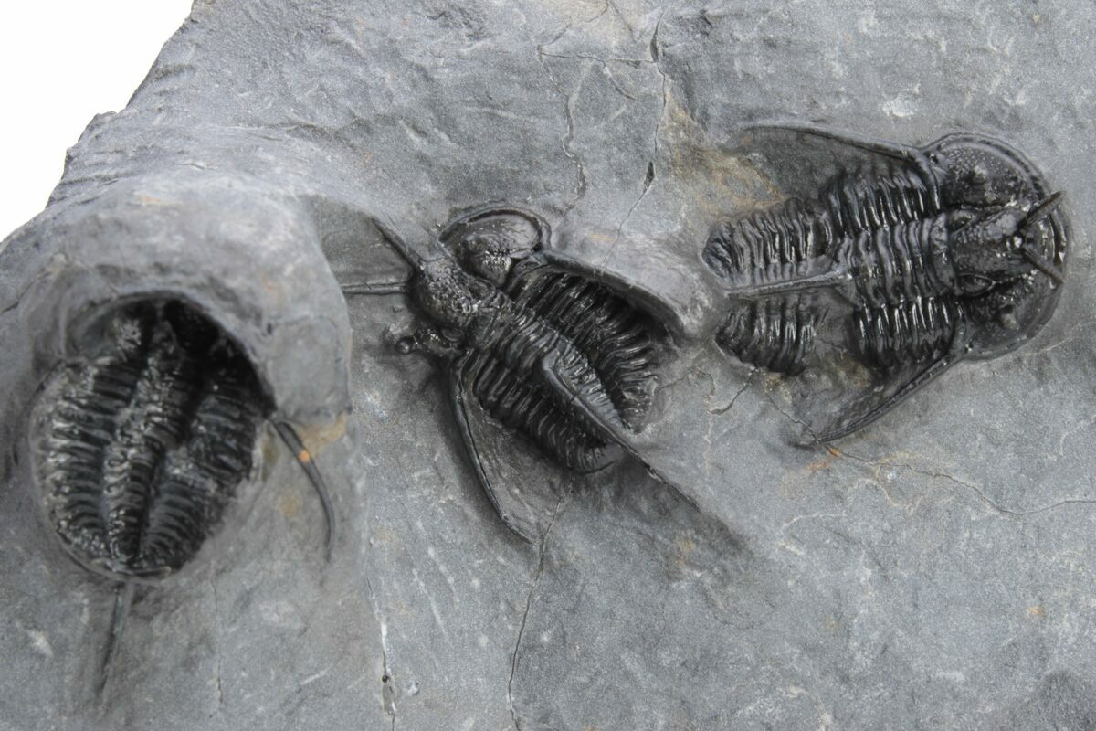 "Devil Horned" Cyphaspis Walteri Trilobite Cluster (#226075) For Sale ...