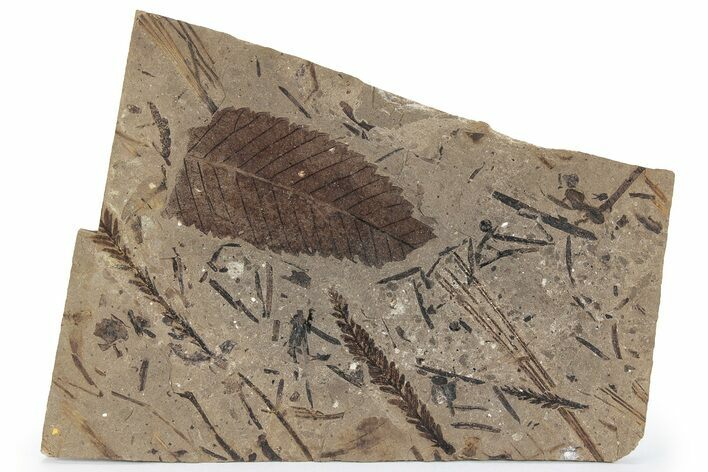 5.2" Fossil Leaf Plate - McAbee, BC (#226005) For Sale - FossilEra.com