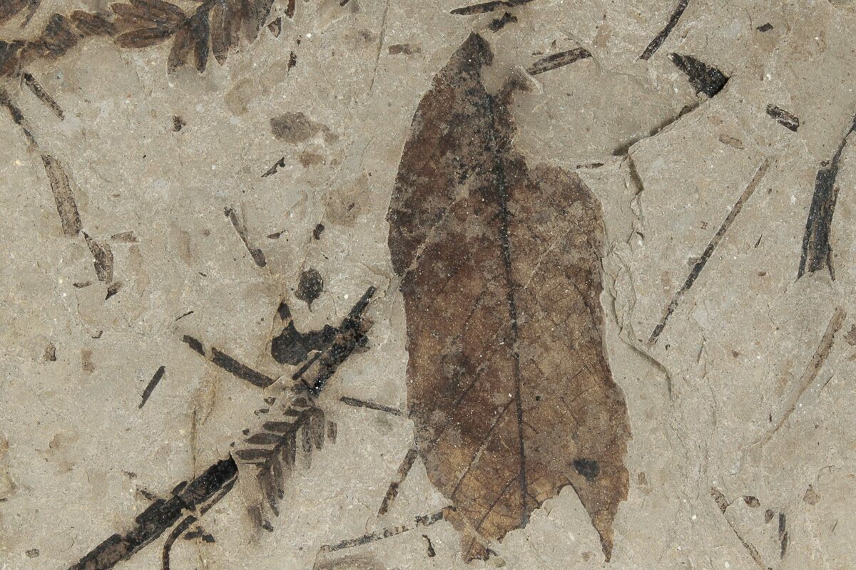 3.8" Fossil Leaf Plate - McAbee, BC (#226151) For Sale - FossilEra.com