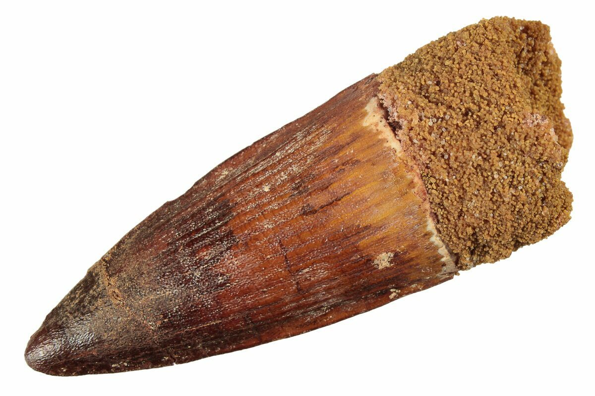 2.2" Fossil Spinosaurus Tooth - Real Dinosaur Tooth (#226326) For Sale ...