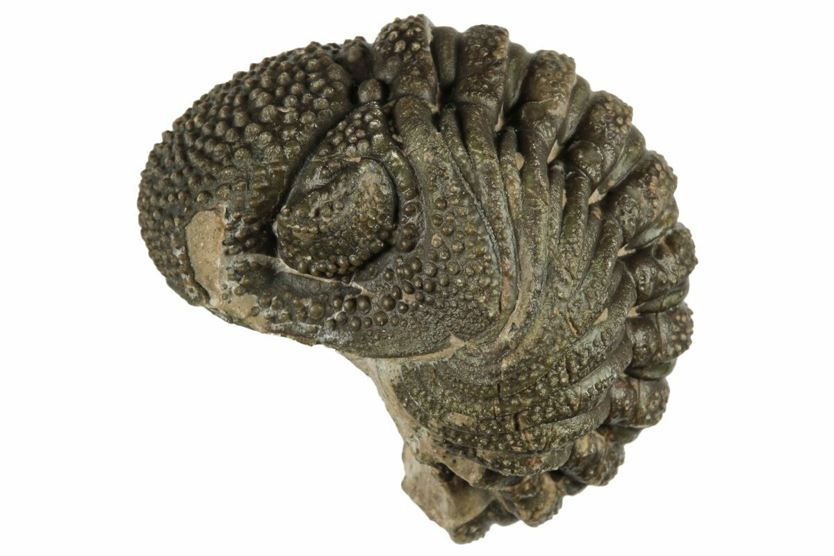 .8" Wide, Enrolled, Morocops Spinifer Trilobite - Very Pustulous ...