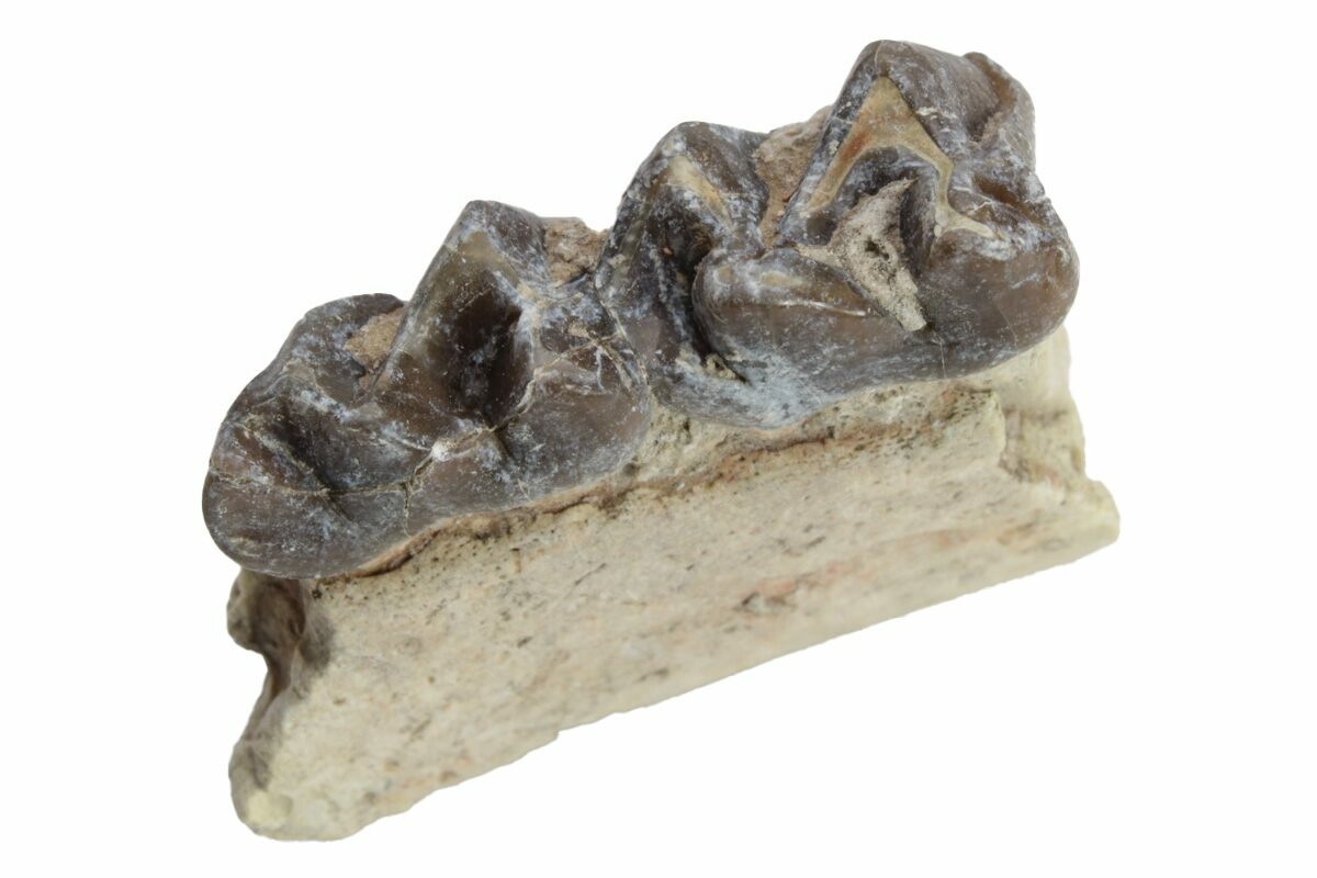 1.05" Fossil Horse (Mesohippus) Jaw Section - South Dakota (#223419 ...