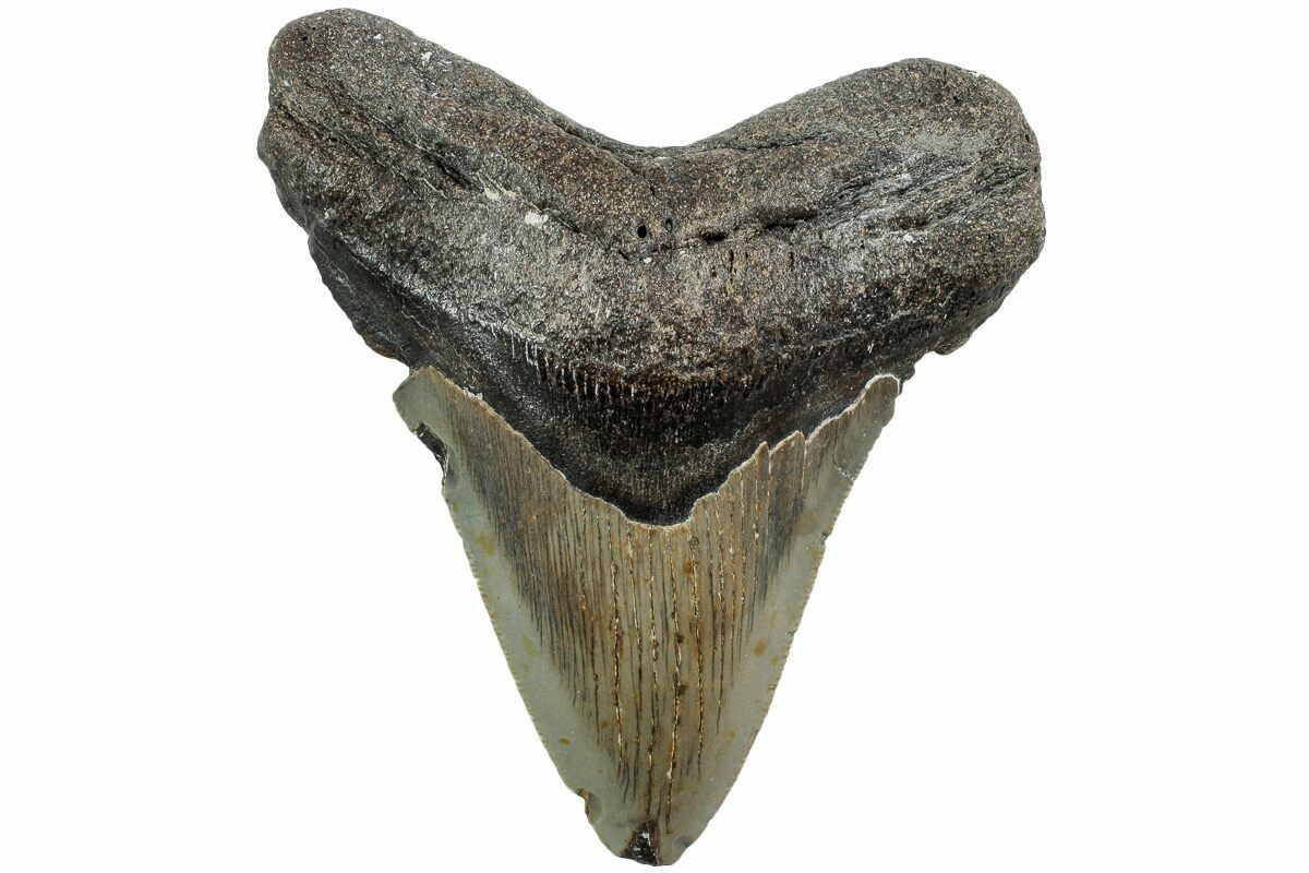 Serrated, 5.01" Fossil Megalodon Tooth - North Carolina (#226514) For ...