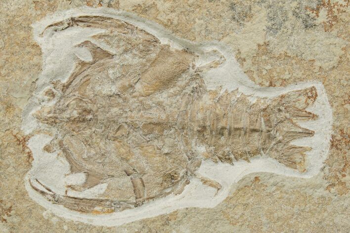 3.6" Fossil Decapod Crustacean (Eryon) - Solnhofen Limestone (#227331 ...