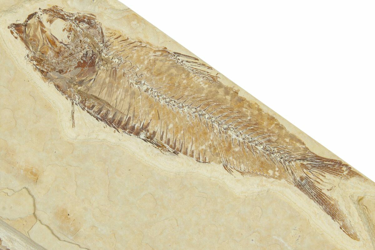 4.65" Detailed Fossil Fish (Knightia) - Wyoming (#227432) For Sale ...