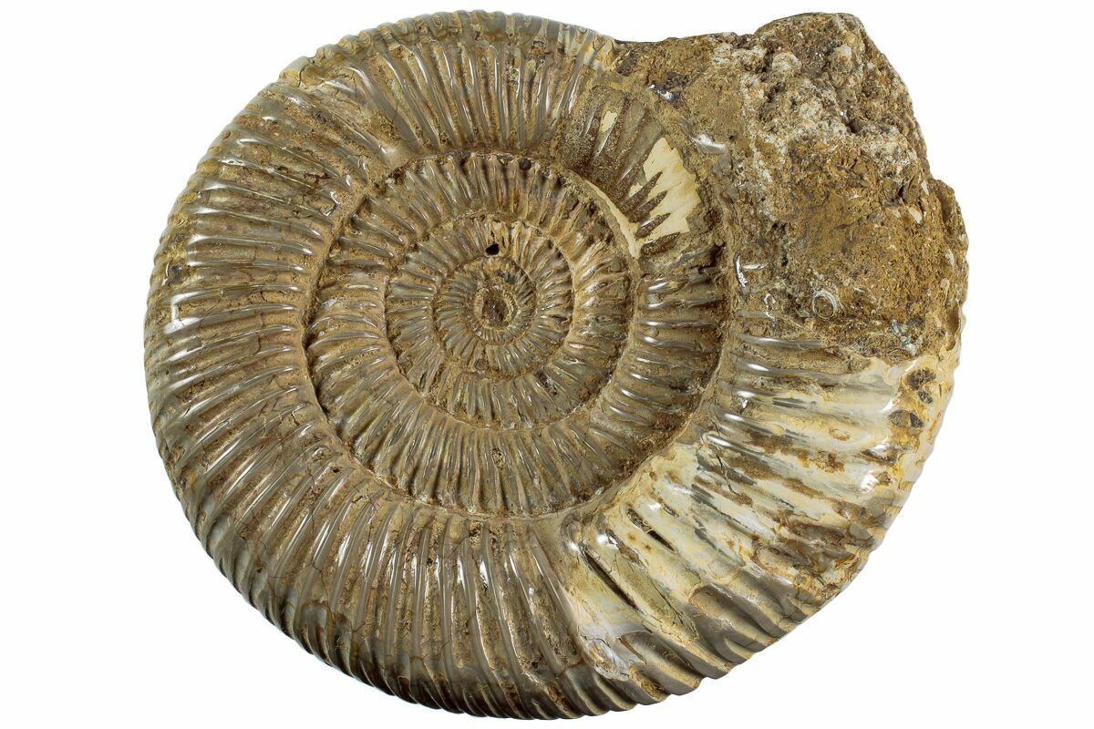 5.6" Jurassic Ammonite (Perisphinctes) - Madagascar (#227475) For Sale ...