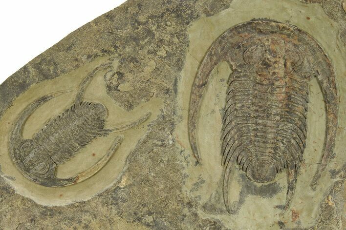 Two Early Cambrian Trilobites (Perrector) - One 3.2" Long (#227809) For ...