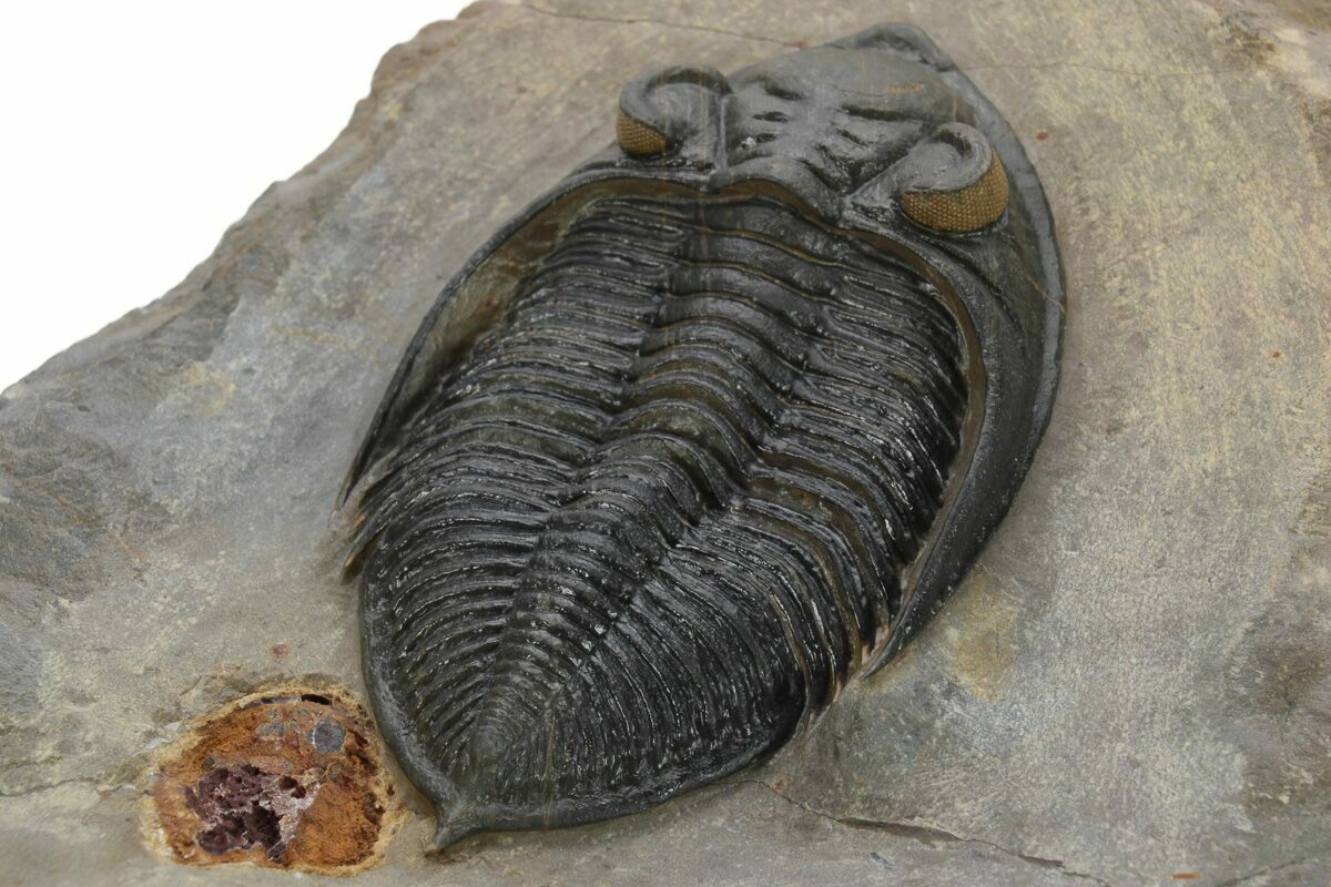 2.4" Beautiful Zlichovaspis Trilobite - Orange Eyes (#227778) For Sale ...