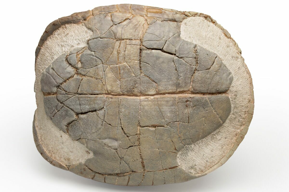 7.3" Fossil Tortoise (Stylemys) - South Dakota (#227349) For Sale ...