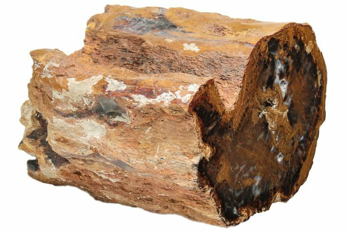 5.7" Petrified Wood (Sycamore) Limb End-Cut - Parker, Colorado (#228120 ...