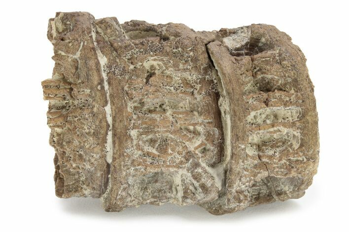 1.4" Fossil Xiphactinus (Cretaceous Fish) Vertebrae - Kansas (#228319 ...