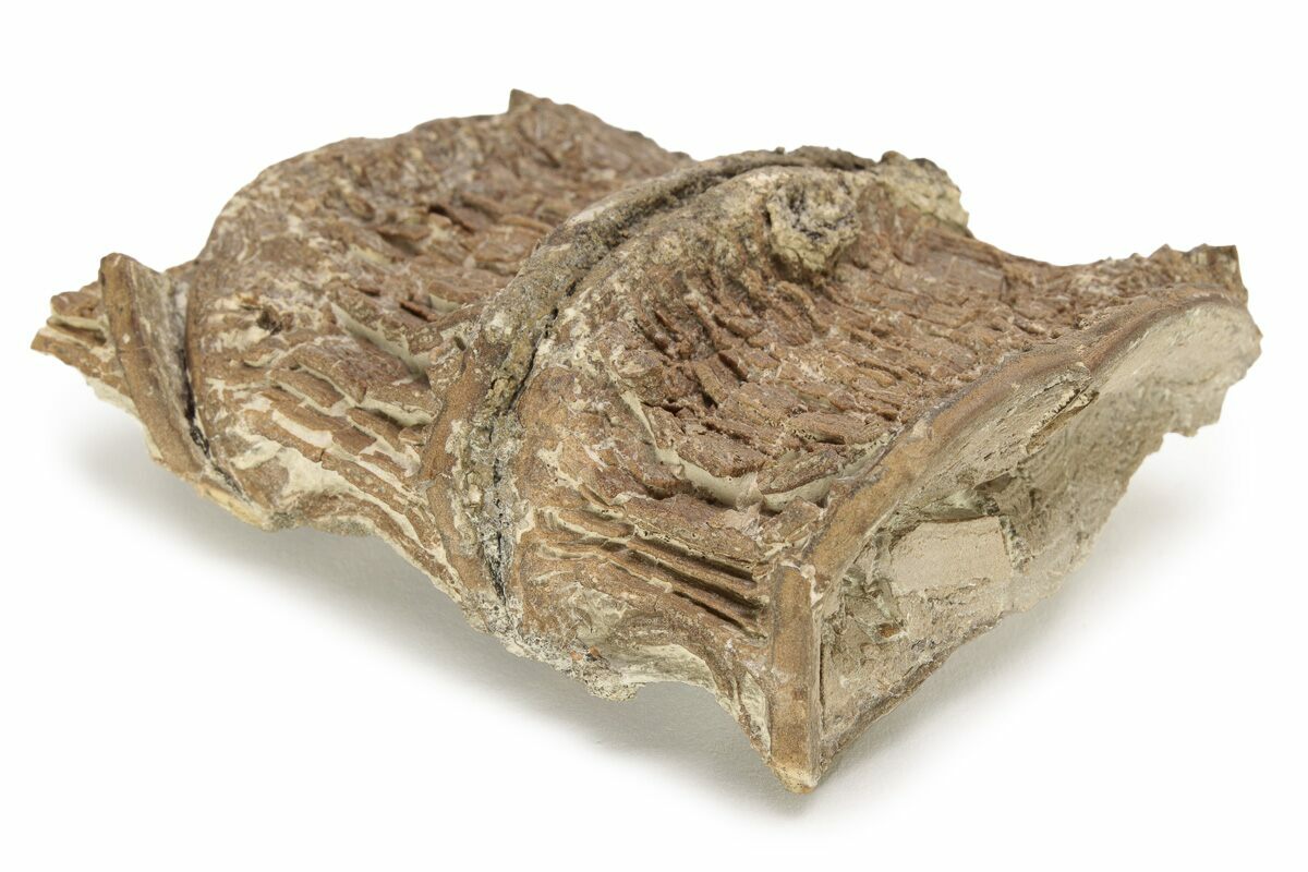 2.8" Fossil Xiphactinus (Cretaceous Fish) Vertebrae - Kansas (#228305 ...