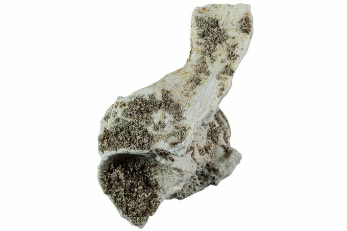 1.27" Fossil Sea Snake (Palaeophis) Vertebra - Morocco (#227949) For ...