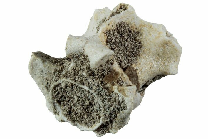 .84" Fossil Sea Snake (Palaeophis) Vertebra - Morocco (#227950) For ...
