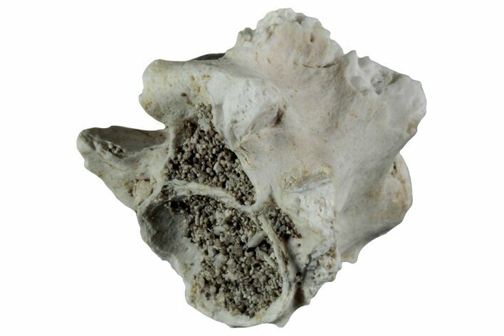 .66" Fossil Sea Snake (Palaeophis) Vertebra - Morocco (#227962) For ...