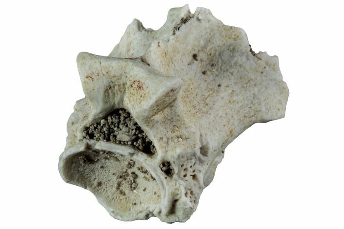 .7" Fossil Sea Snake (Palaeophis) Vertebra - Morocco (#227963) For Sale ...