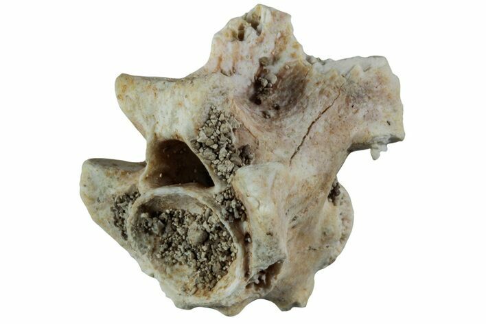 .75" Fossil Sea Snake (Palaeophis) Vertebra - Morocco (#227964) For ...