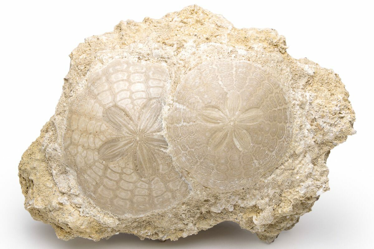 Two Fossil Sand Dollars (Scutella) - France (#227722) For Sale ...
