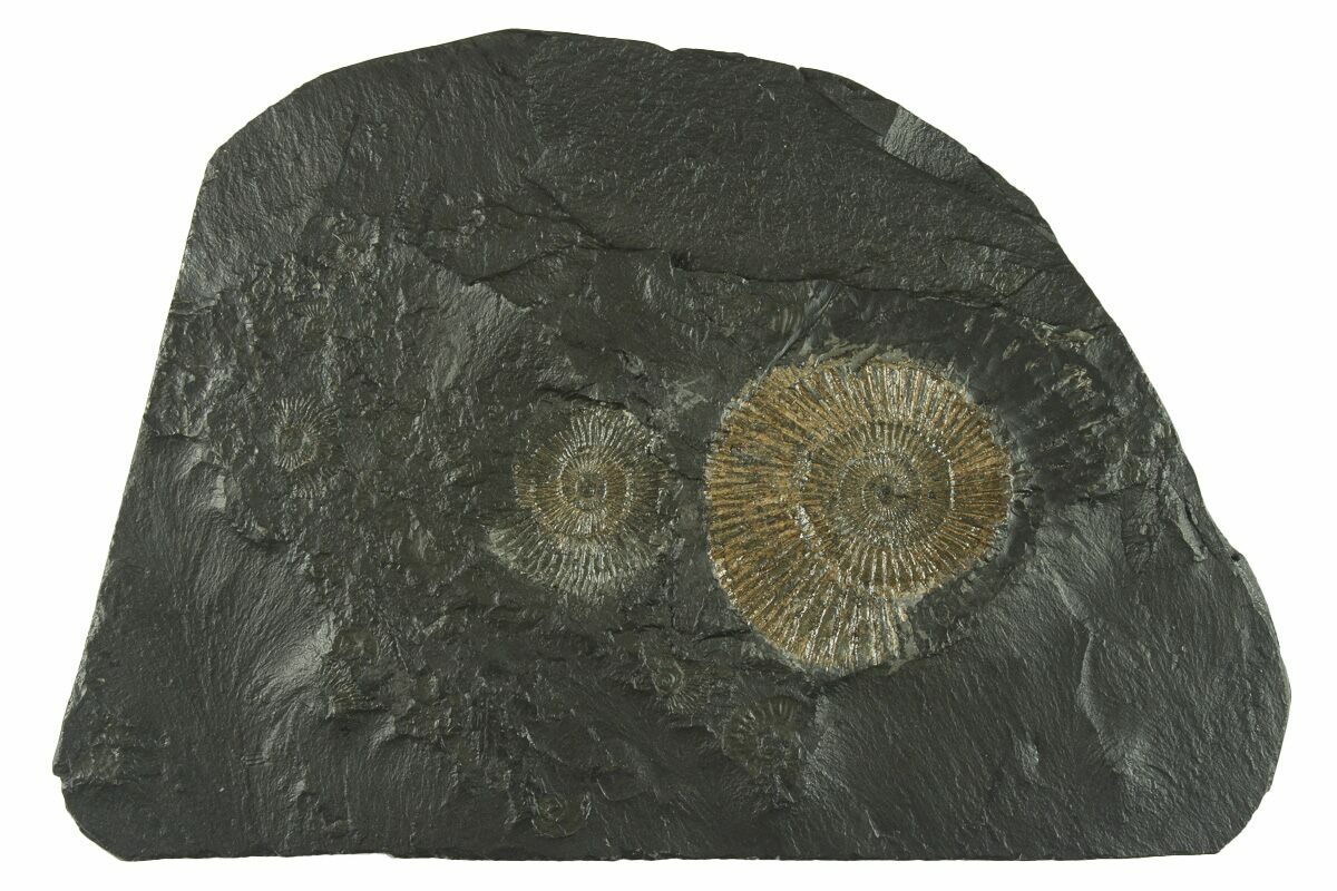 6.7" Dactylioceras Ammonite Cluster - Posidonia Shale, Germany (#228070 ...