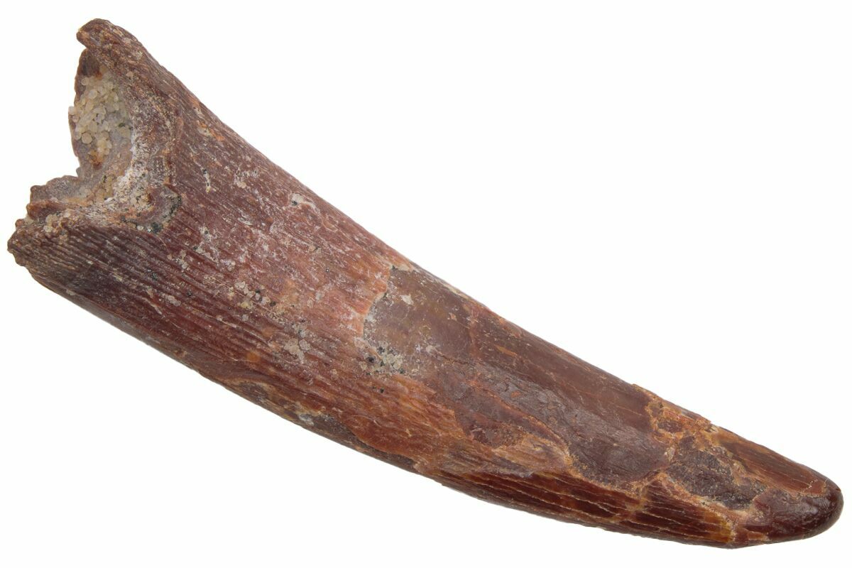 1.7" Fossil Pterosaur (Siroccopteryx) Tooth - Morocco (#228839) For ...