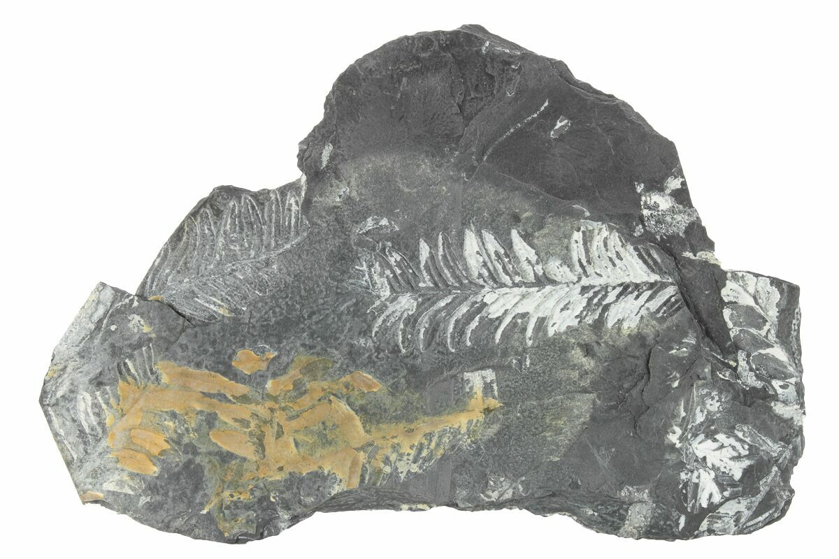 10.1" Fossil Seed Fern (Alethopteris) Plate - Pennsylvania (#229316 ...